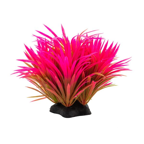 Aqua Spectra Helanthium Plant (Pink) - Sash & Pepps